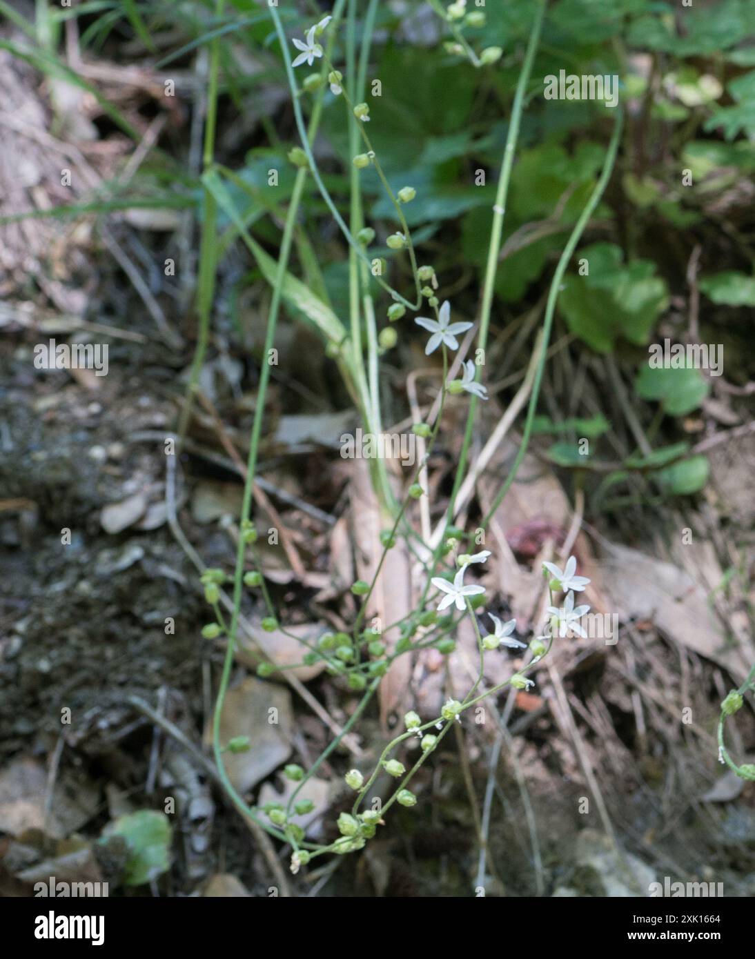 woodland stars (Lithophragma) Plantae Stock Photo - Alamy