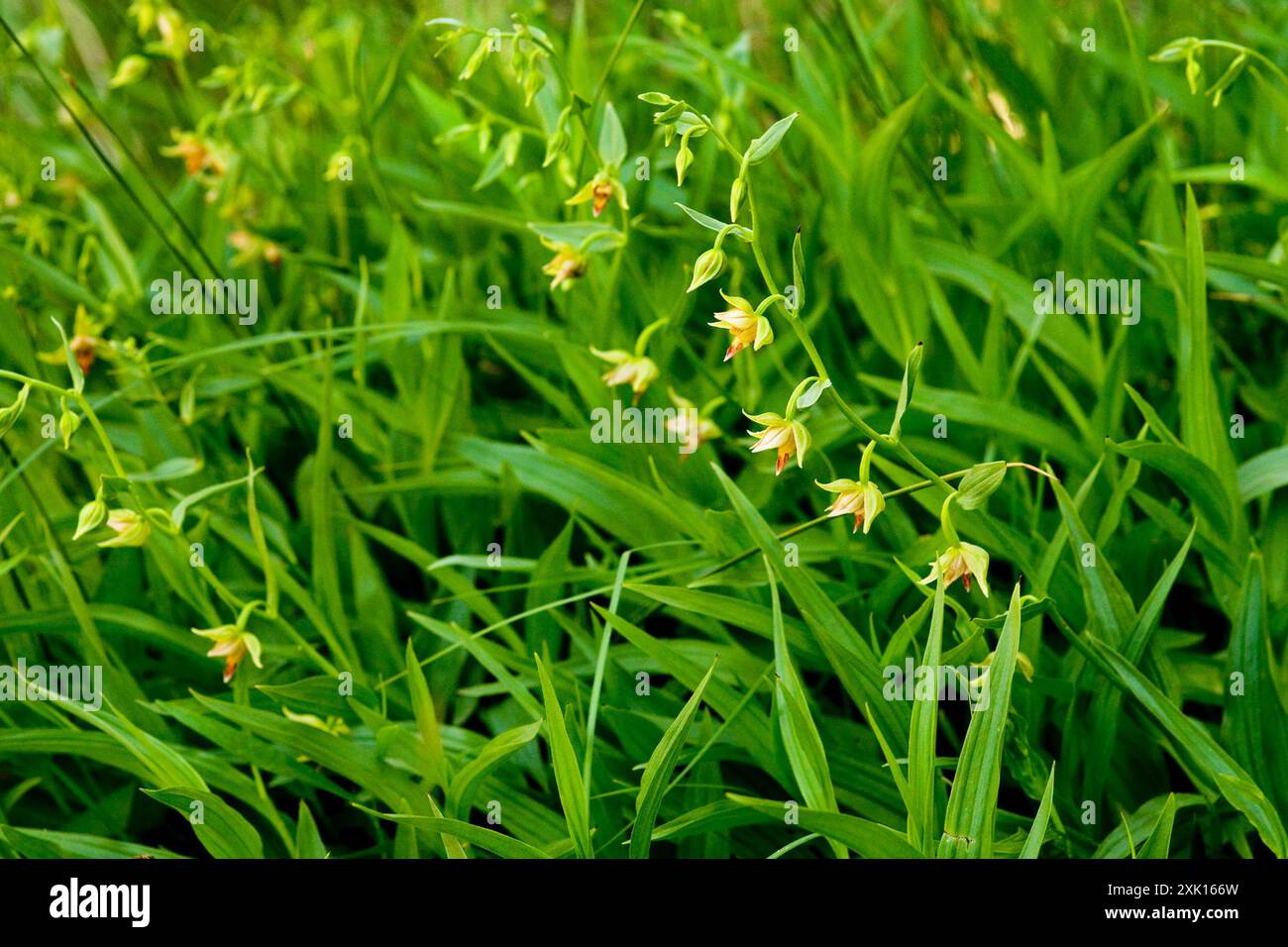 Stream Orchid (Epipactis gigantea) Plantae Stock Photo - Alamy