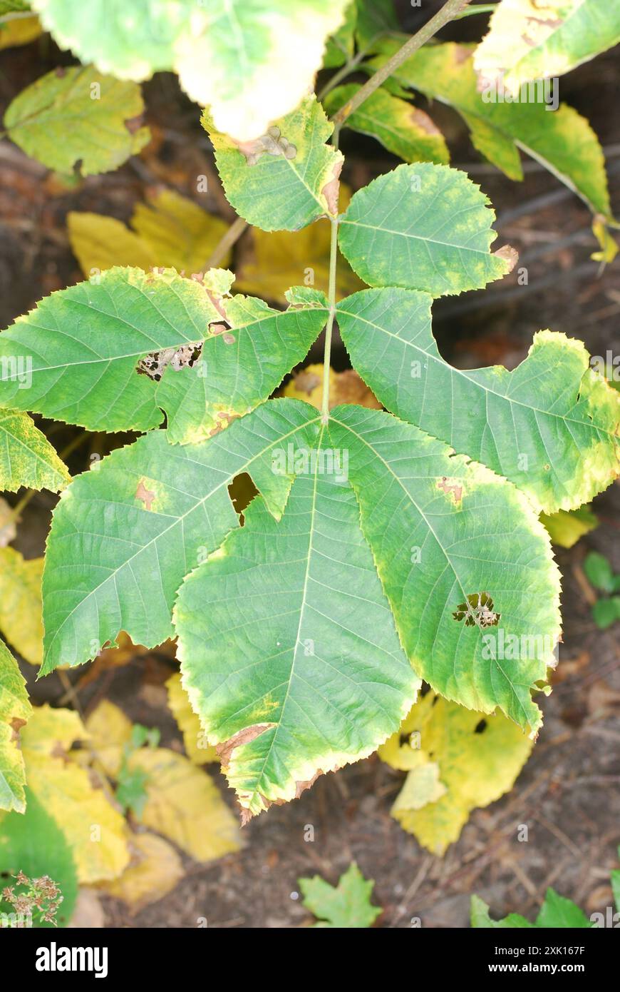 bitternut hickory (Carya cordiformis) Plantae Stock Photo - Alamy