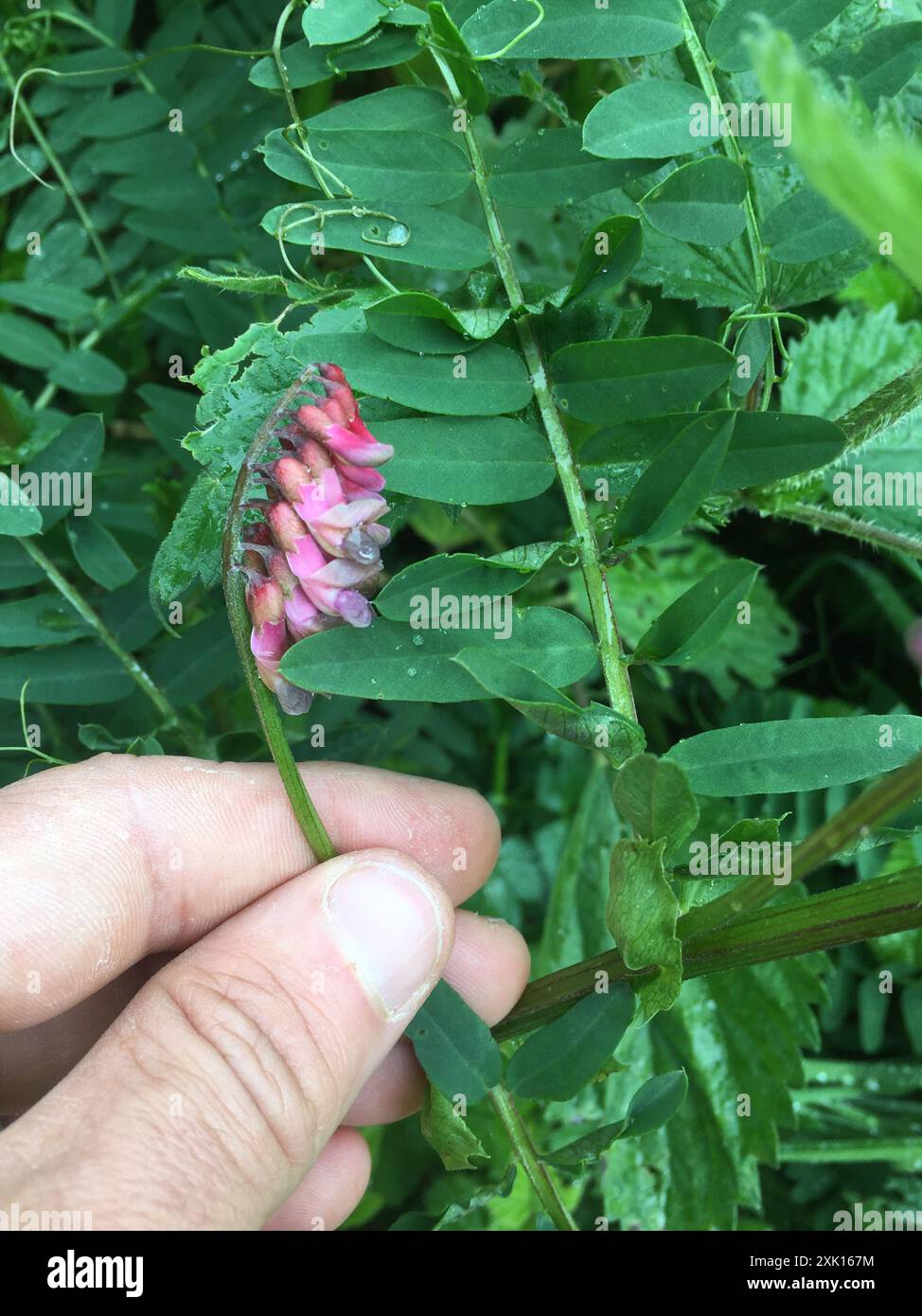 giant vetch (Vicia gigantea) Plantae Stock Photo - Alamy