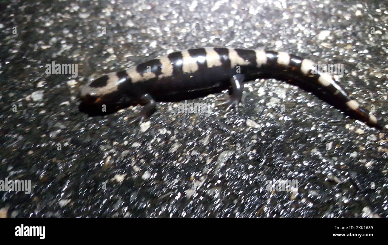 Marbled Salamander (Ambystoma opacum) Amphibia Stock Photo - Alamy