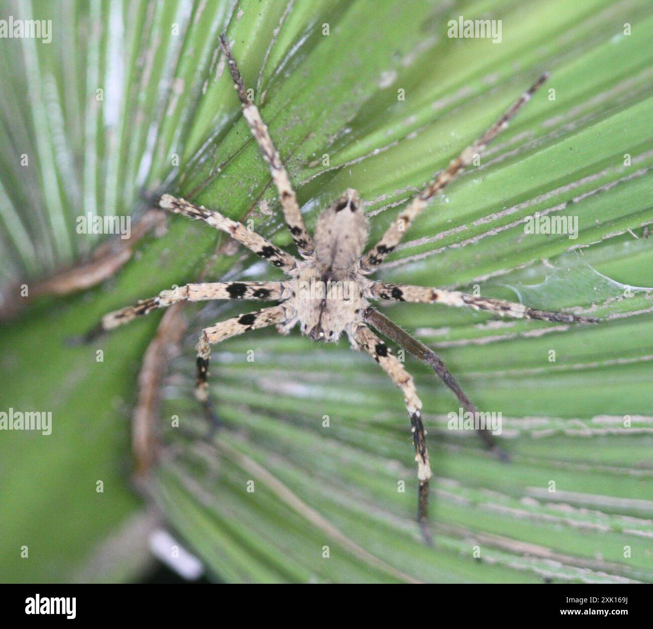Huntsman Spiders (Sparassidae) Arachnida Stock Photo - Alamy