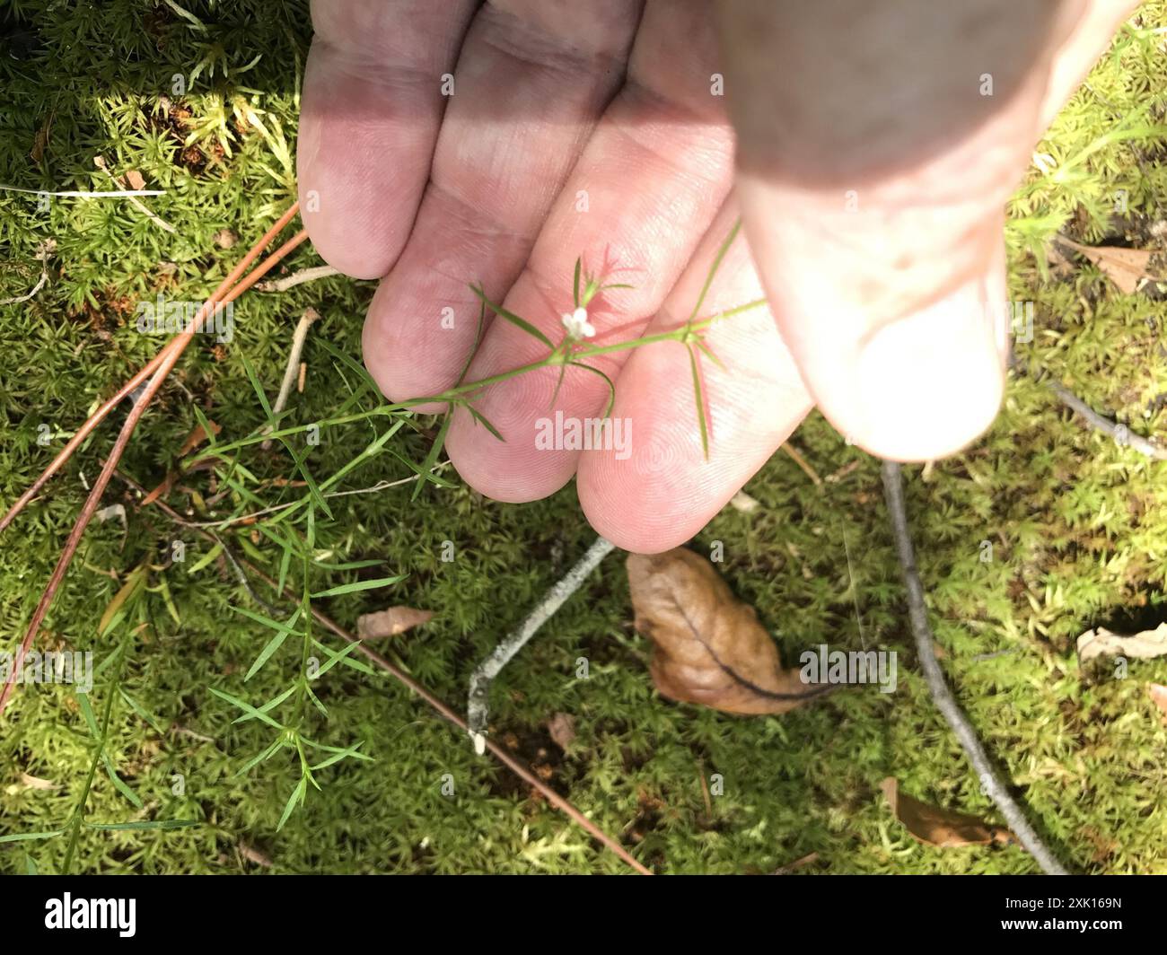 Rust Weed (Polypremum procumbens) Plantae Stock Photo - Alamy