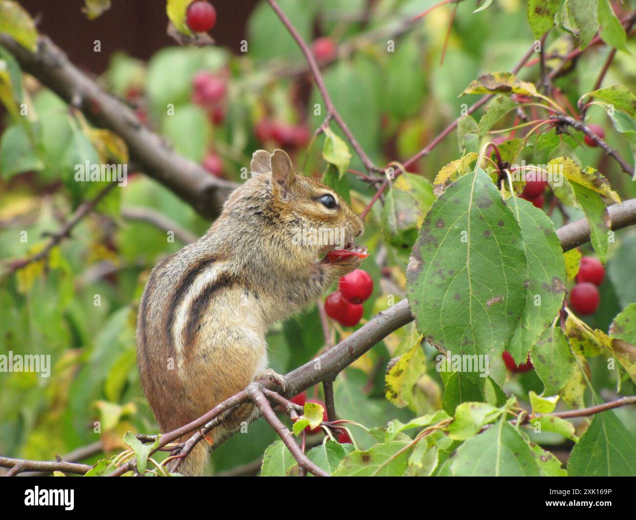 Eastern Chipmunk (Tamias striatus) Mammalia Stock Photo - Alamy