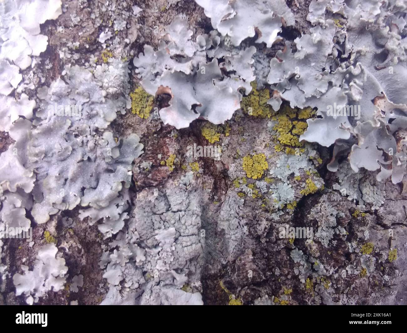 Candleflame Lichen (Candelaria concolor) Fungi Stock Photo - Alamy