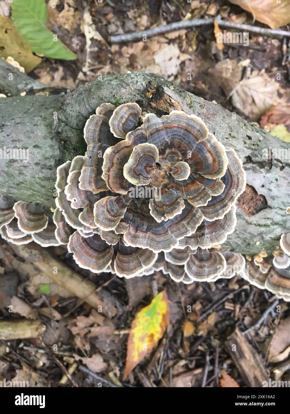 turkey-tail (Trametes versicolor) Fungi Stock Photo - Alamy