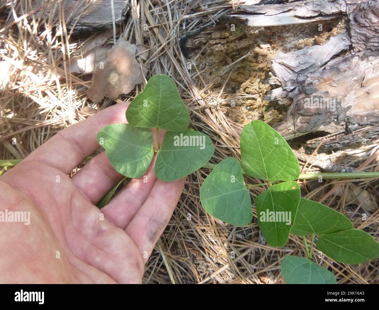 (Phaseolus polystachios sinuatus) Plantae Stock Photo - Alamy