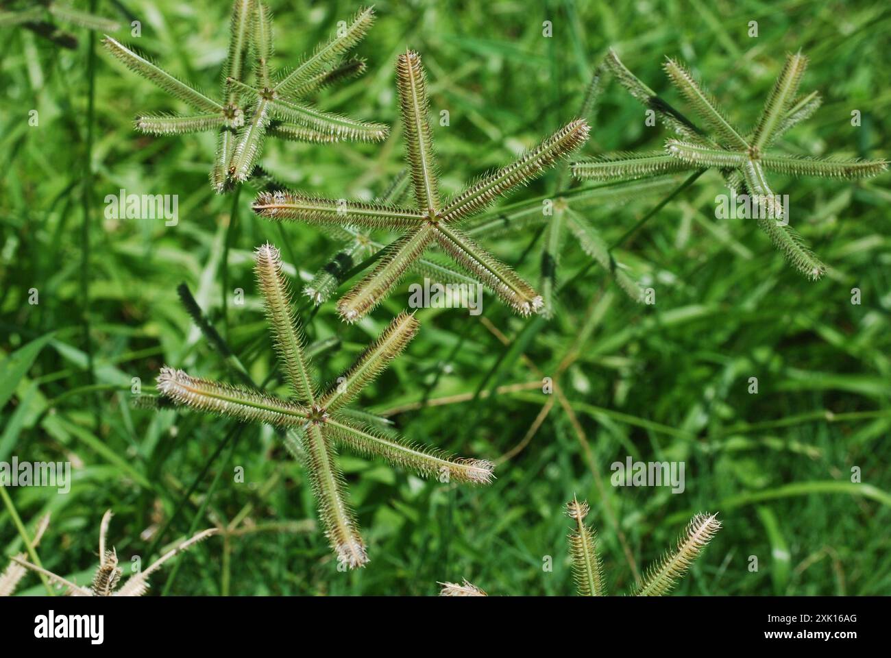 Durban Crowfoot (Dactyloctenium aegyptium) Plantae Stock Photo - Alamy