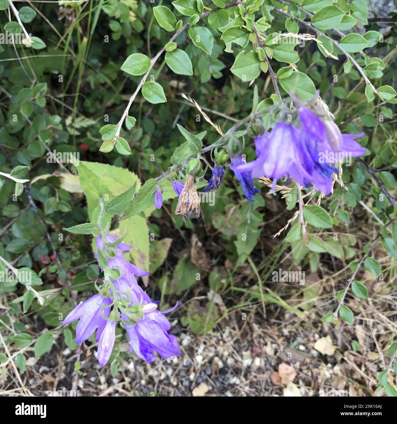 Creeping Bellflower (Campanula rapunculoides) Plantae Stock Photo - Alamy