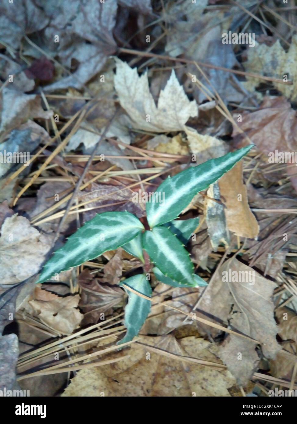 striped wintergreen (Chimaphila maculata) Plantae Stock Photo - Alamy