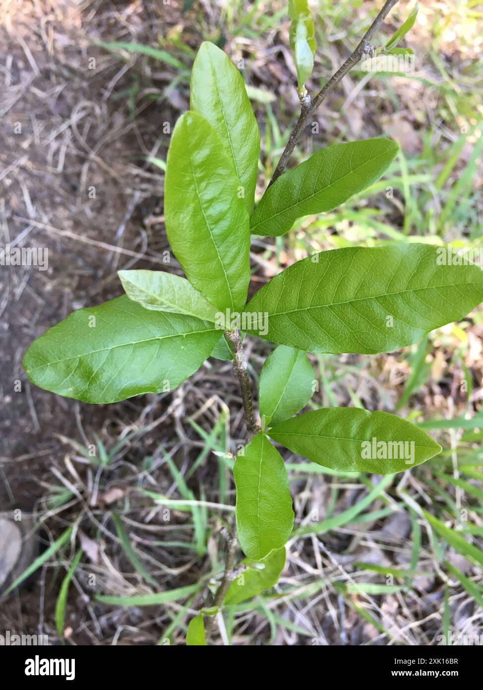 Buckthorn Bully (Sideroxylon lycioides) Plantae Stock Photo - Alamy
