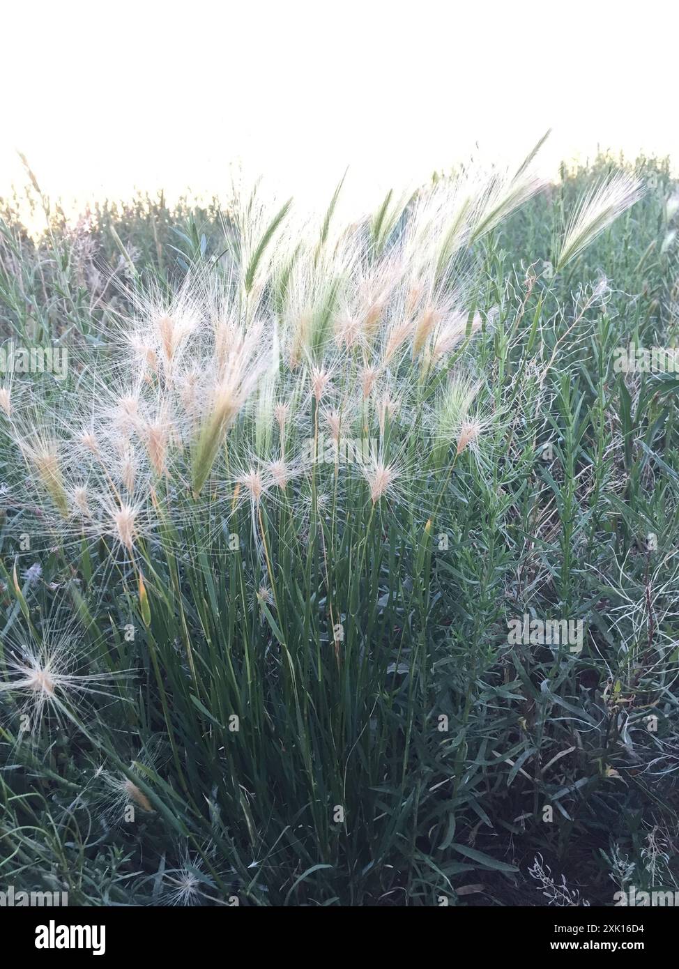 Foxtail Barley (Hordeum jubatum) Plantae Stock Photo - Alamy