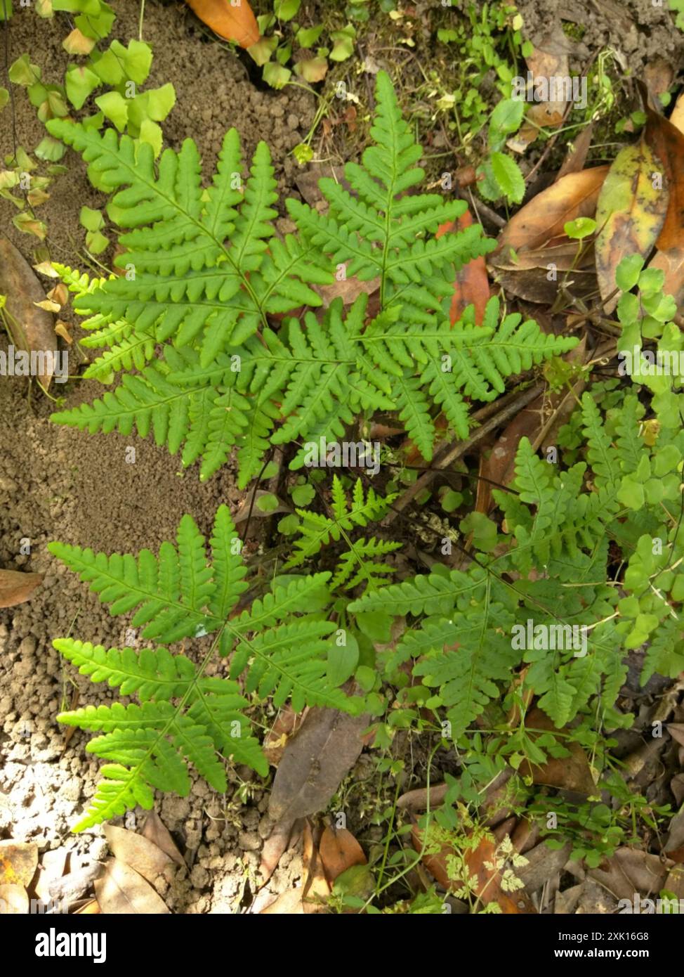 goldback fern (Pentagramma triangularis) Plantae Stock Photo - Alamy