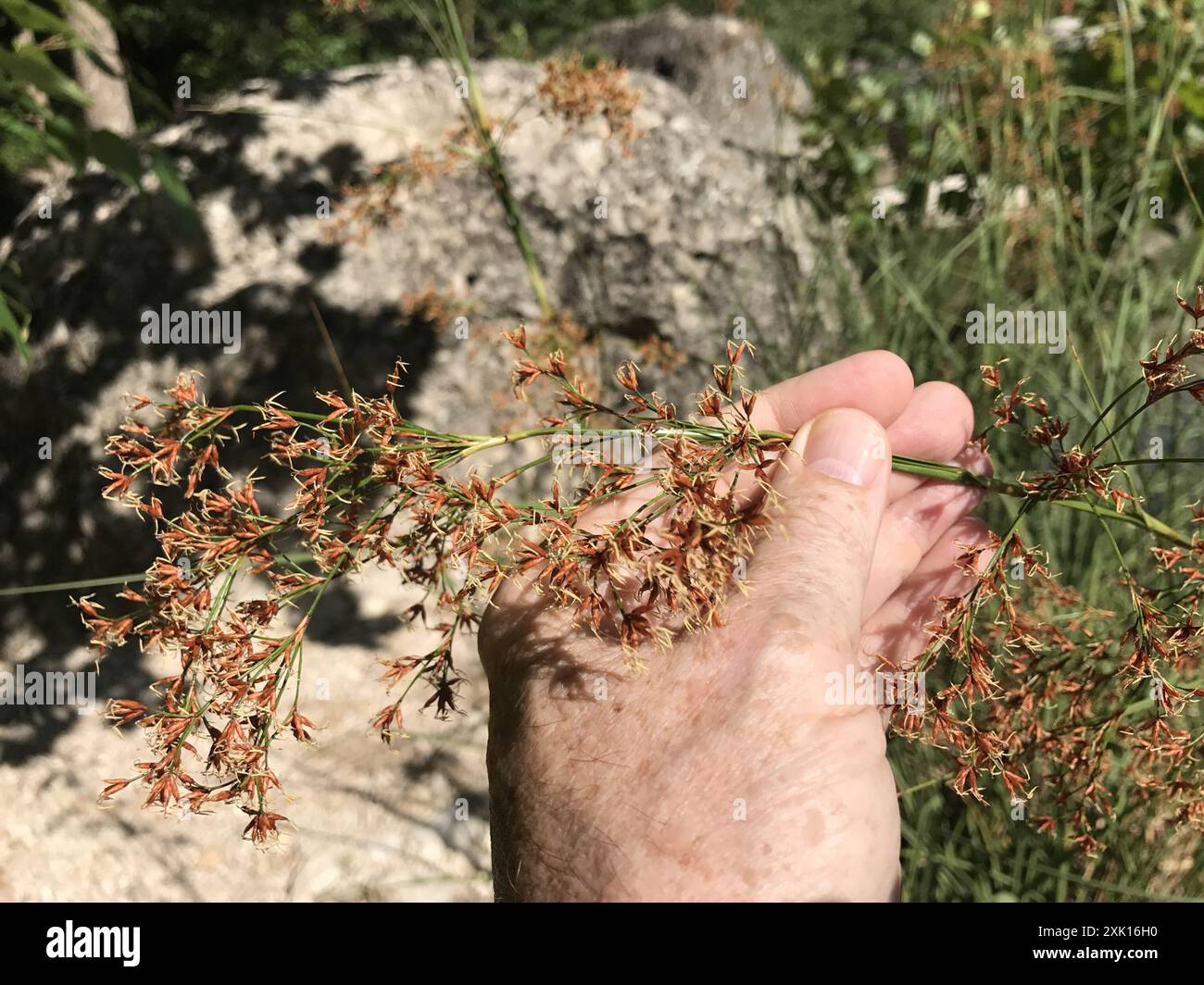 Swamp Sawgrass (Cladium mariscus) Plantae Stock Photo - Alamy