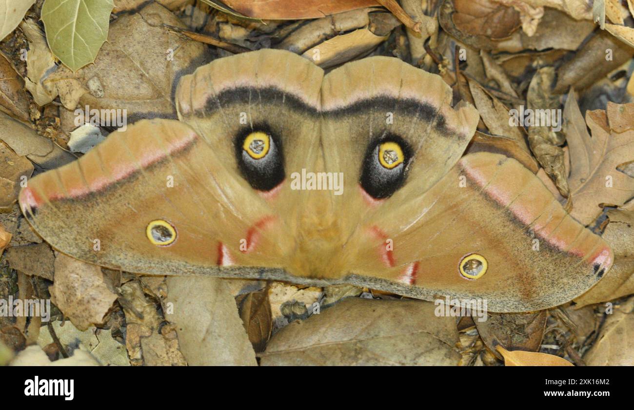 Polyphemus Moth (Antheraea polyphemus) Insecta Stock Photo - Alamy
