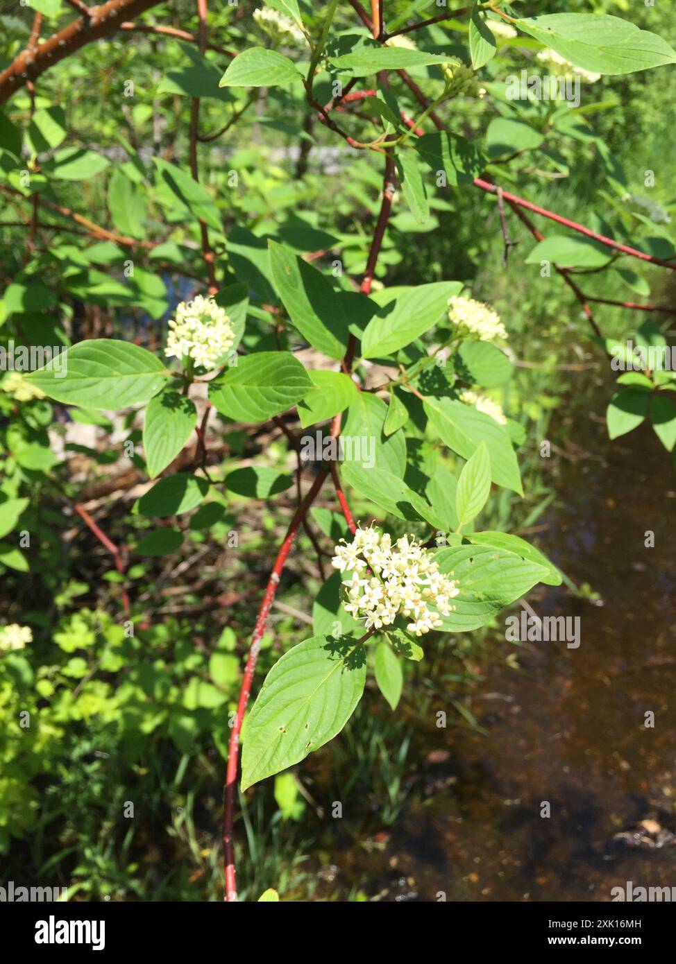 red osier dogwood (Cornus sericea) Plantae Stock Photo - Alamy