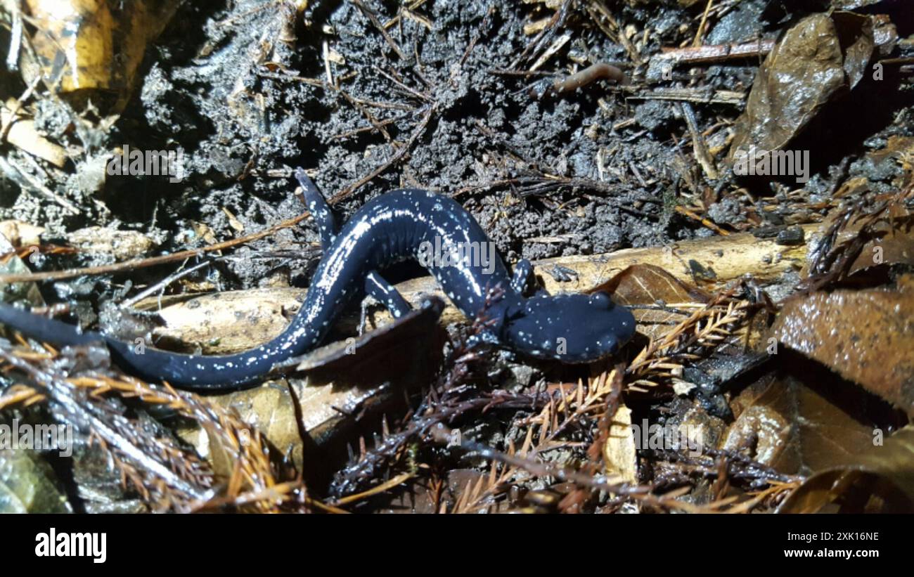 Western Slimy Salamander (Plethodon albagula) Amphibia Stock Photo - Alamy