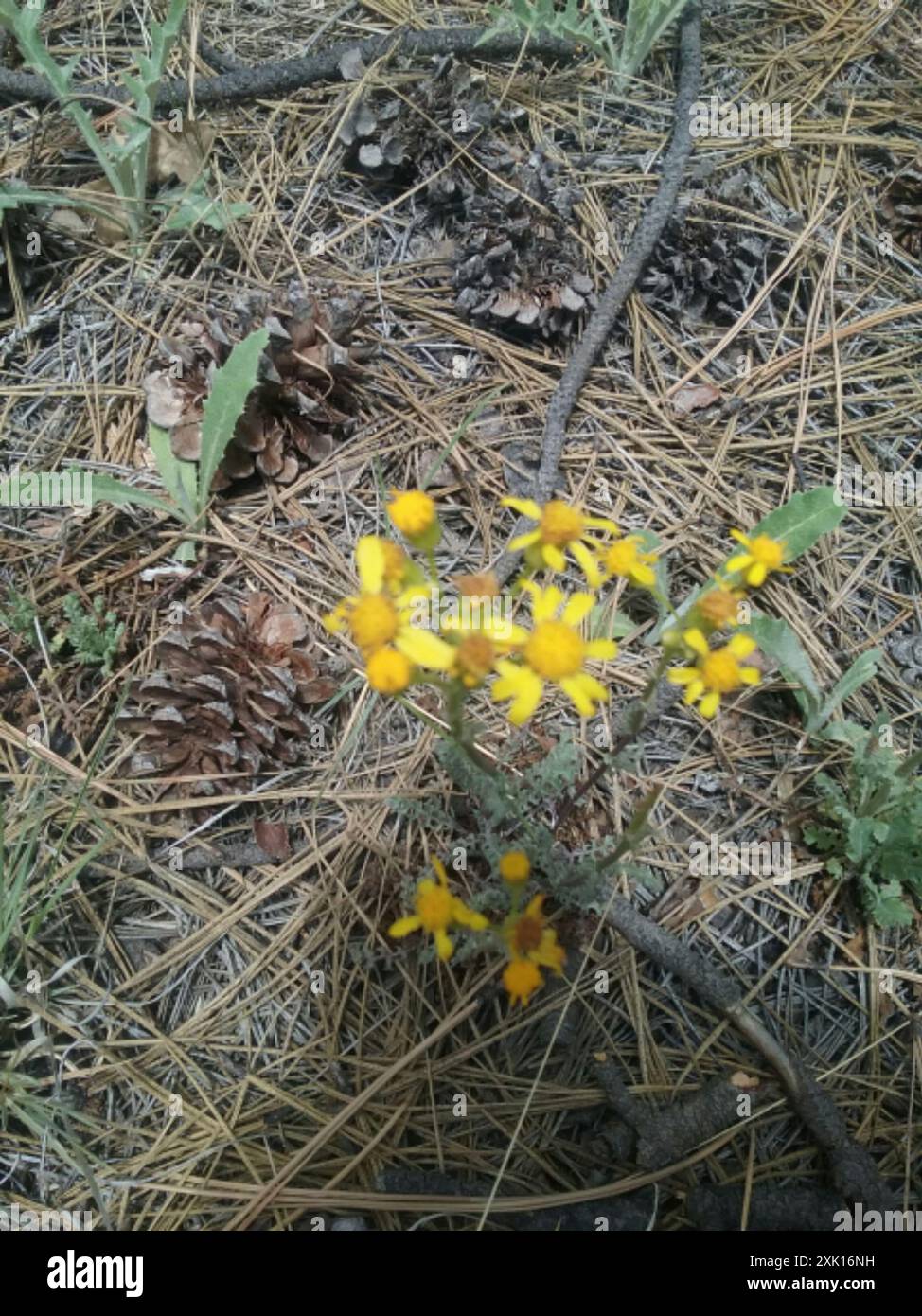 Lobeleaf Groundsel (Packera multilobata) Plantae Stock Photo - Alamy