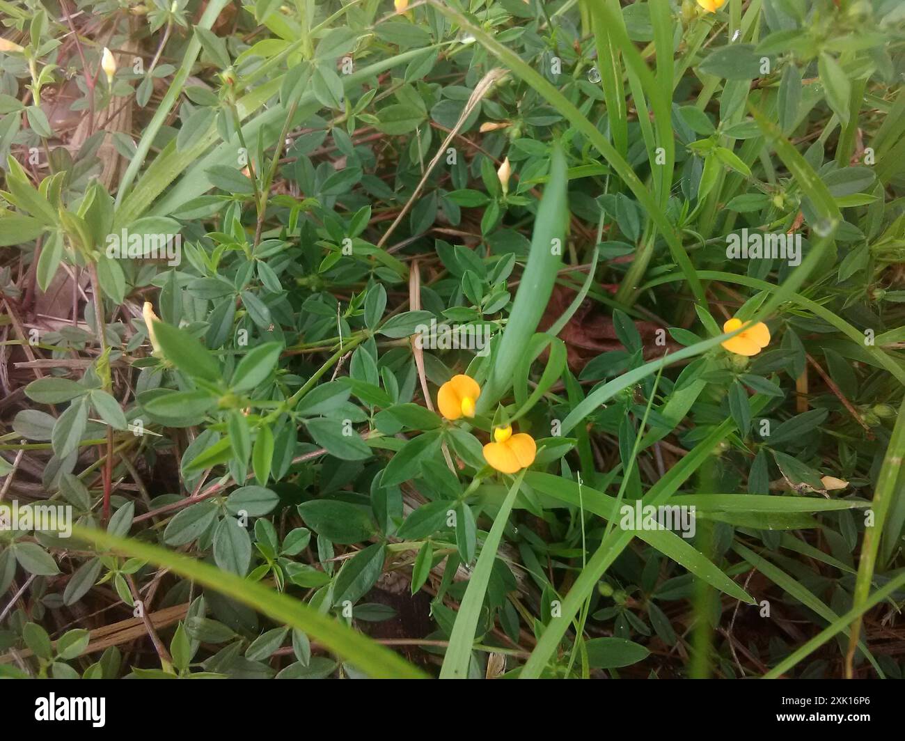 sidebeak pencilflower (Stylosanthes biflora) Plantae Stock Photo - Alamy