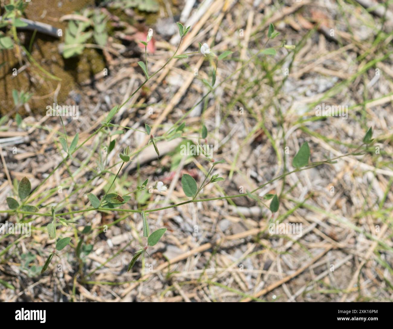 Spanish clover (Acmispon americanus) Plantae Stock Photo - Alamy