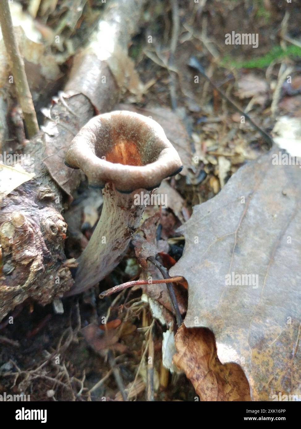 Eastern Black Trumpet (Craterellus fallax) Fungi Stock Photo - Alamy