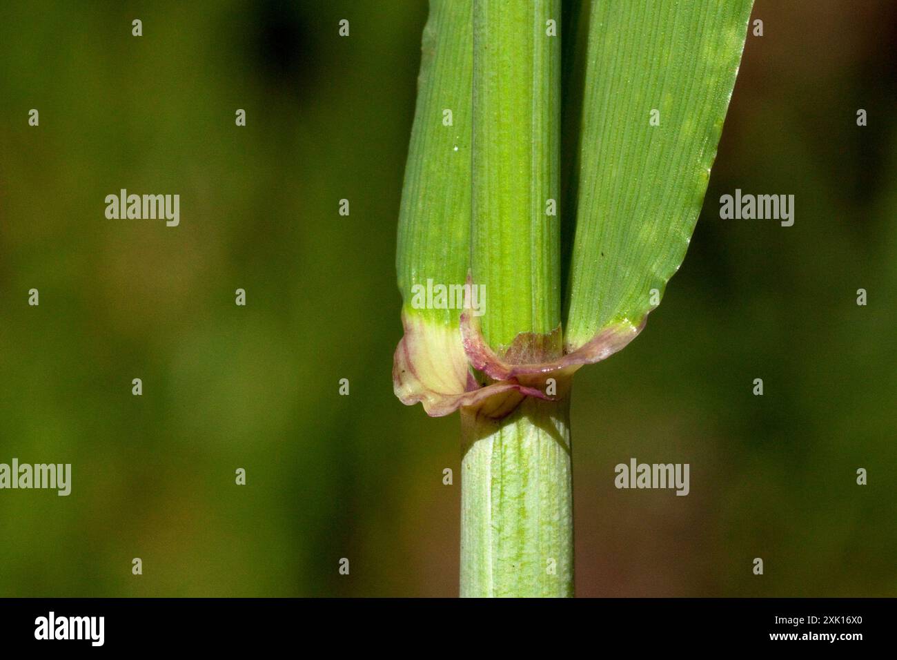Common Barley (Hordeum vulgare) Plantae Stock Photo - Alamy