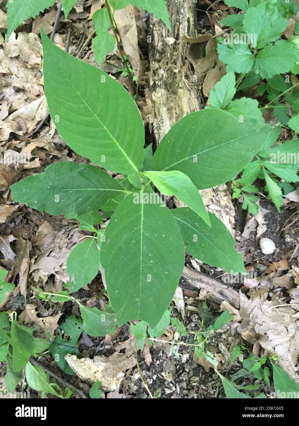 American jumpseed (Persicaria virginiana) Plantae Stock Photo - Alamy