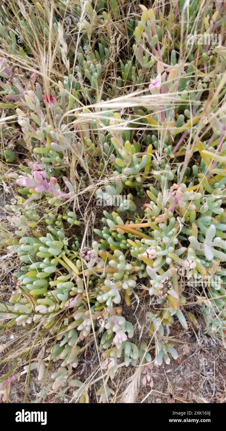 Malephora hi-res stock photography and images - Alamy
