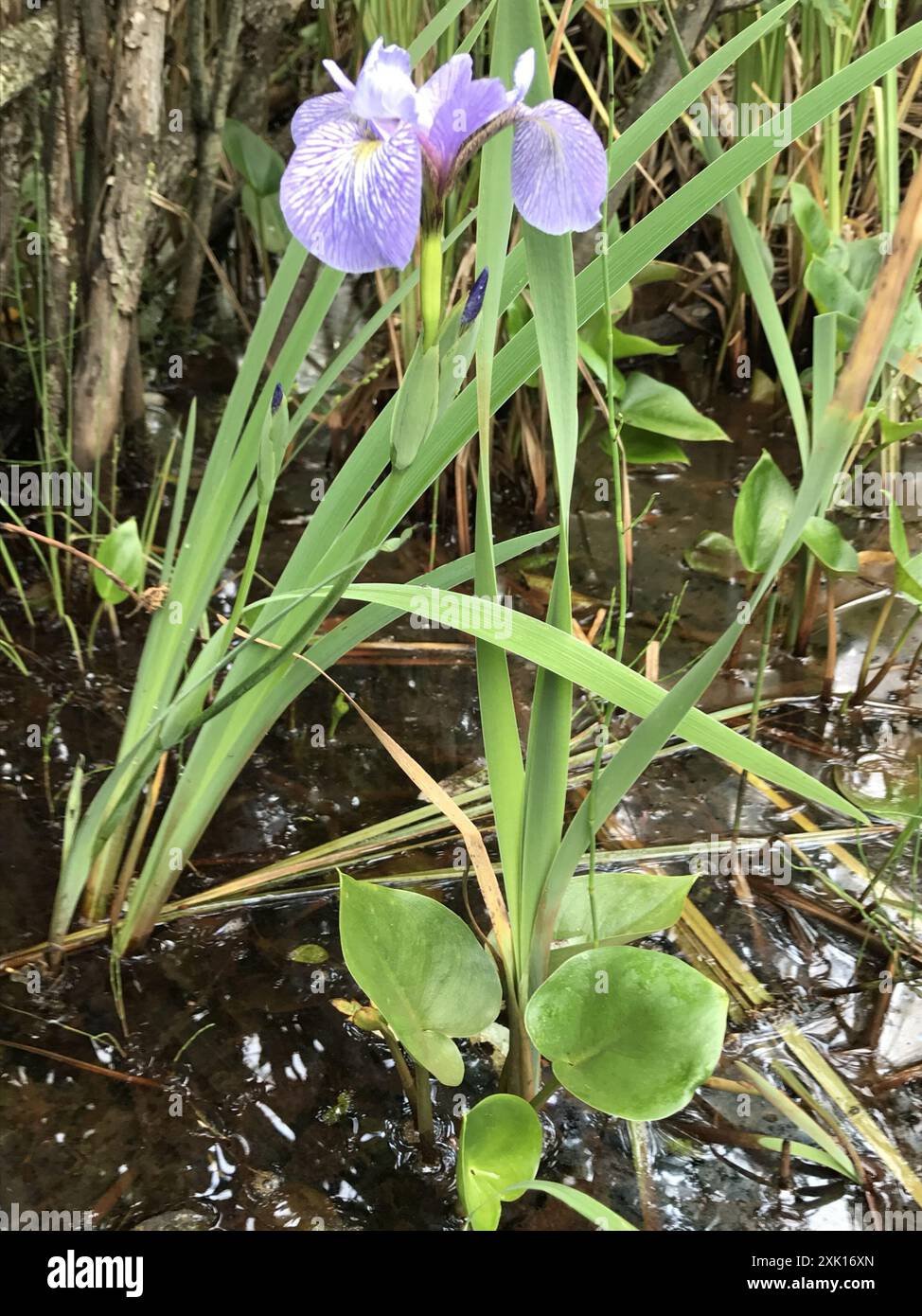 northern blue flag (Iris versicolor) Plantae Stock Photo - Alamy