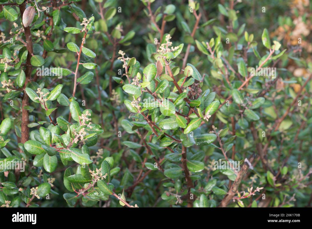 lemonade berry (Rhus integrifolia) Plantae Stock Photo - Alamy