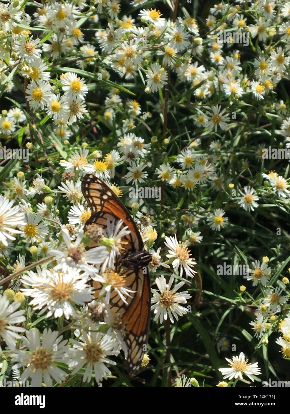 Viceroy (Limenitis archippus) Insecta Stock Photo - Alamy