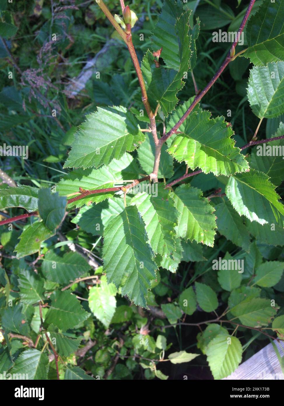 green alder (Alnus alnobetula) Plantae Stock Photo - Alamy