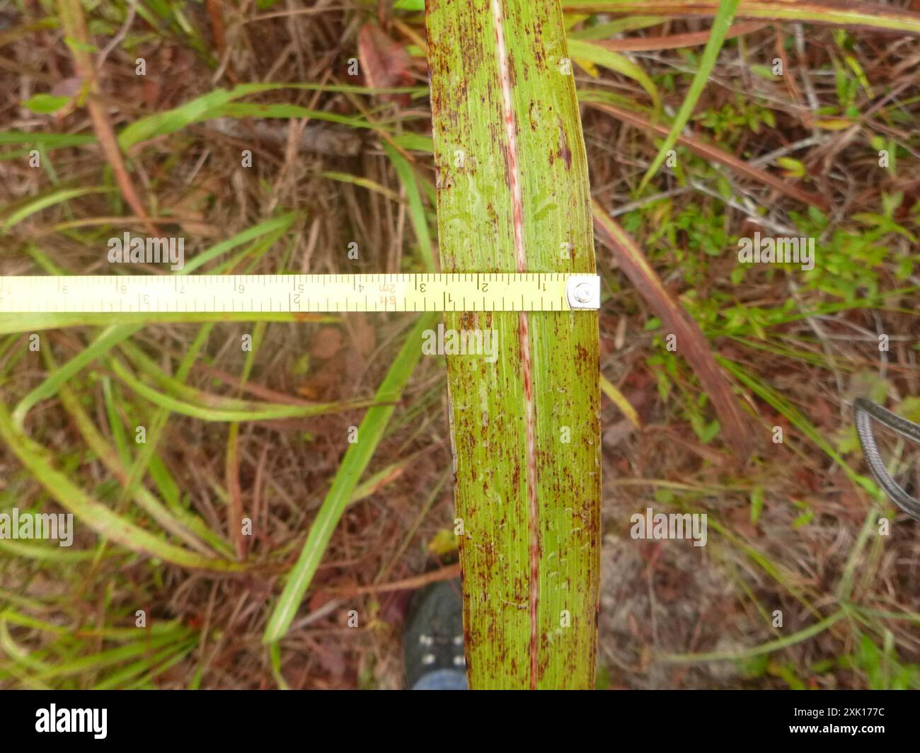 woolly beardgrass (Erianthus alopecuroides) Plantae Stock Photo - Alamy