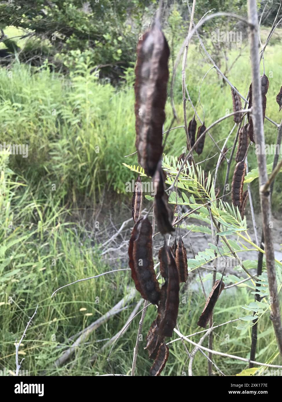 Rattlebush (Sesbania drummondii) Plantae Stock Photo - Alamy