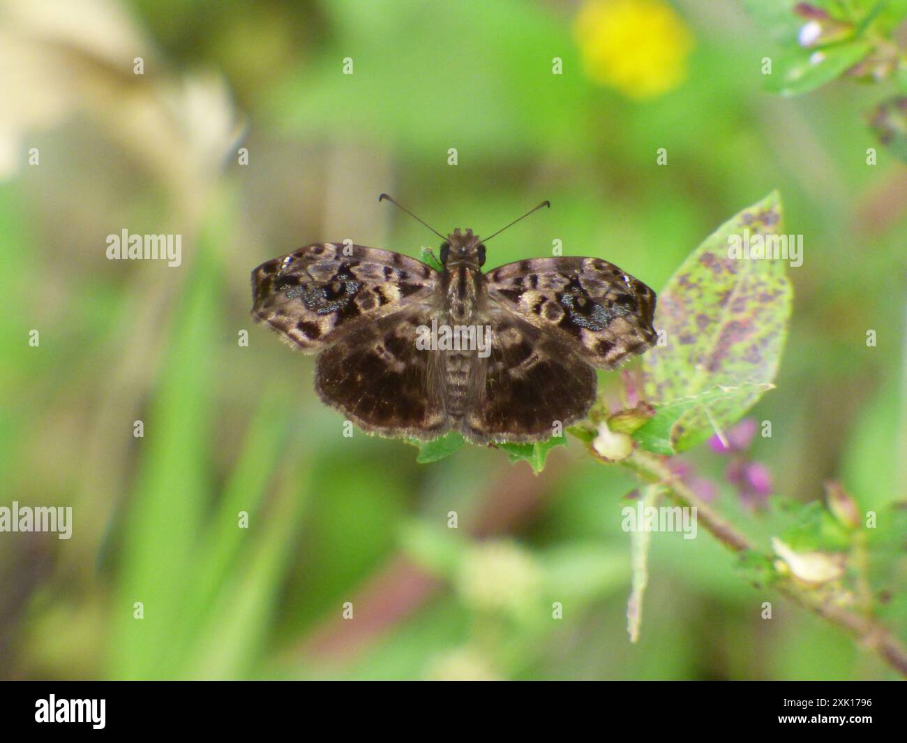 Variegated Skipper (Gorgythion begga) Insecta Stock Photo - Alamy