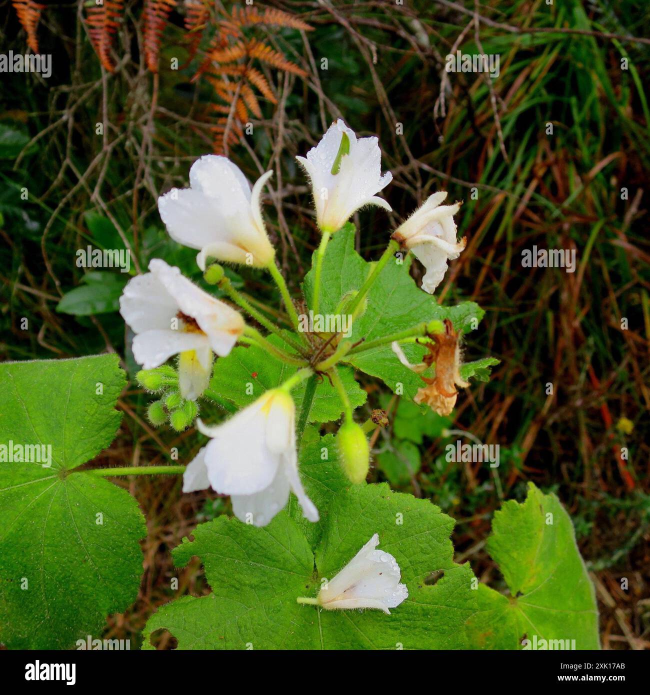 African hemp (Sparrmannia africana) Plantae Stock Photo - Alamy