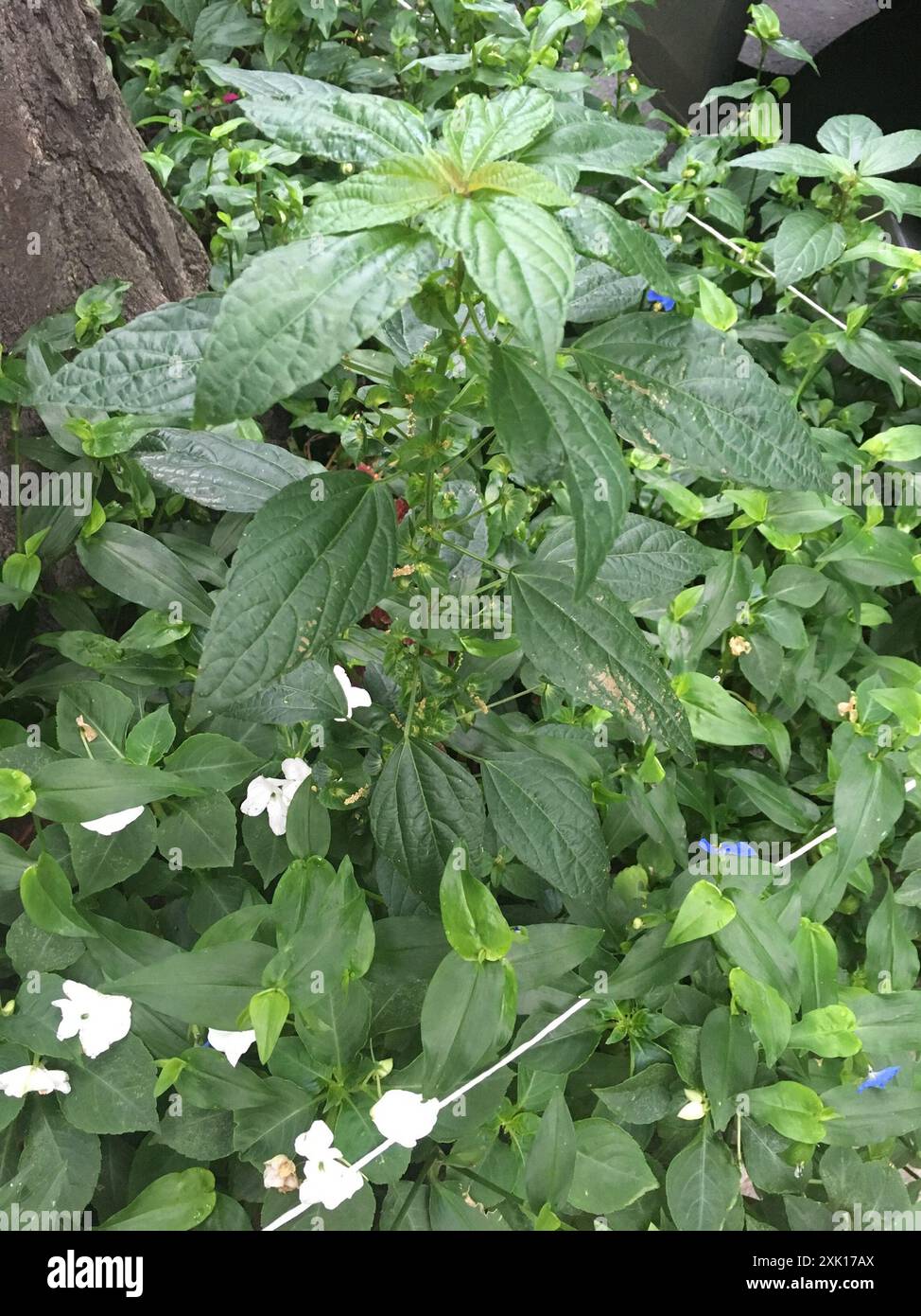 Acalypha australis hi-res stock photography and images - Alamy