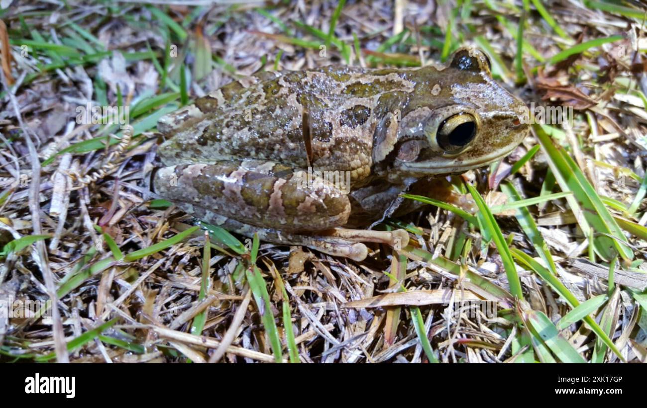Cuban Tree Frog (Osteopilus septentrionalis) Amphibia Stock Photo - Alamy