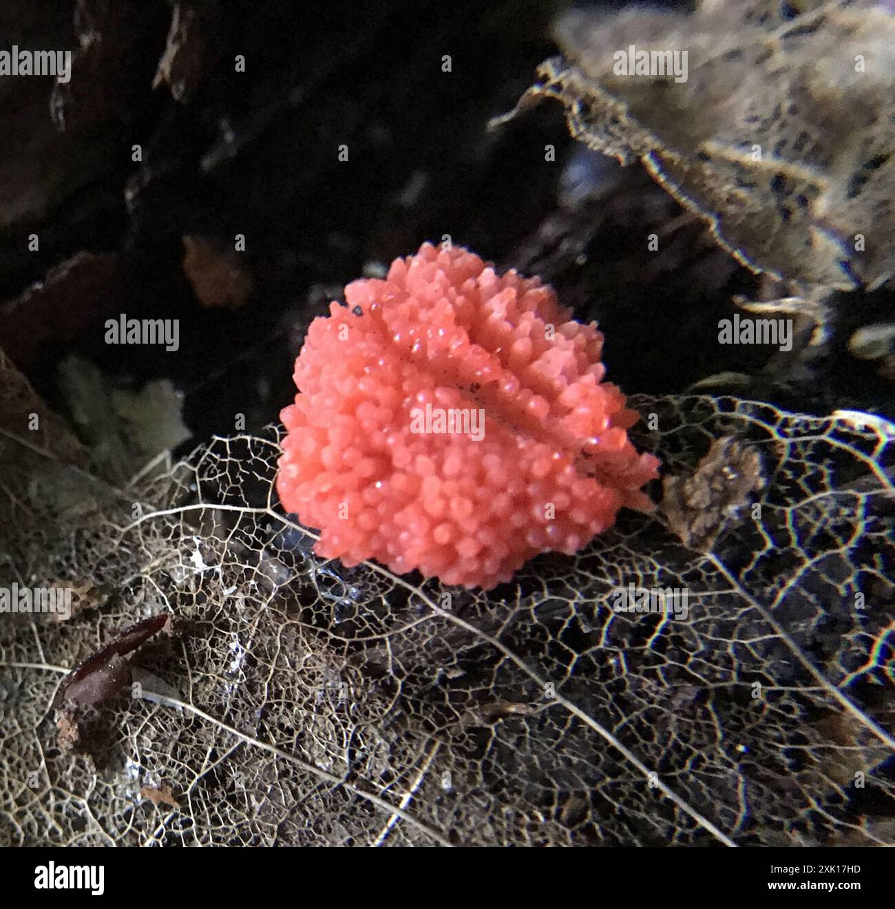 Red Raspberry Slime Mold (Tubifera ferruginosa) Protozoa Stock Photo ...