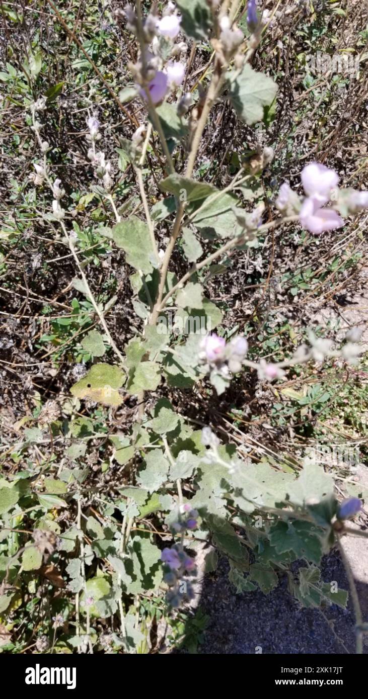 southern coastal bushmallow (Malacothamnus fasciculatus) Plantae Stock ...