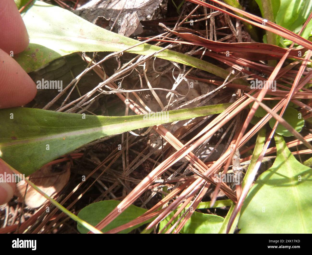 slender goldenrod (Solidago erecta) Plantae Stock Photo - Alamy