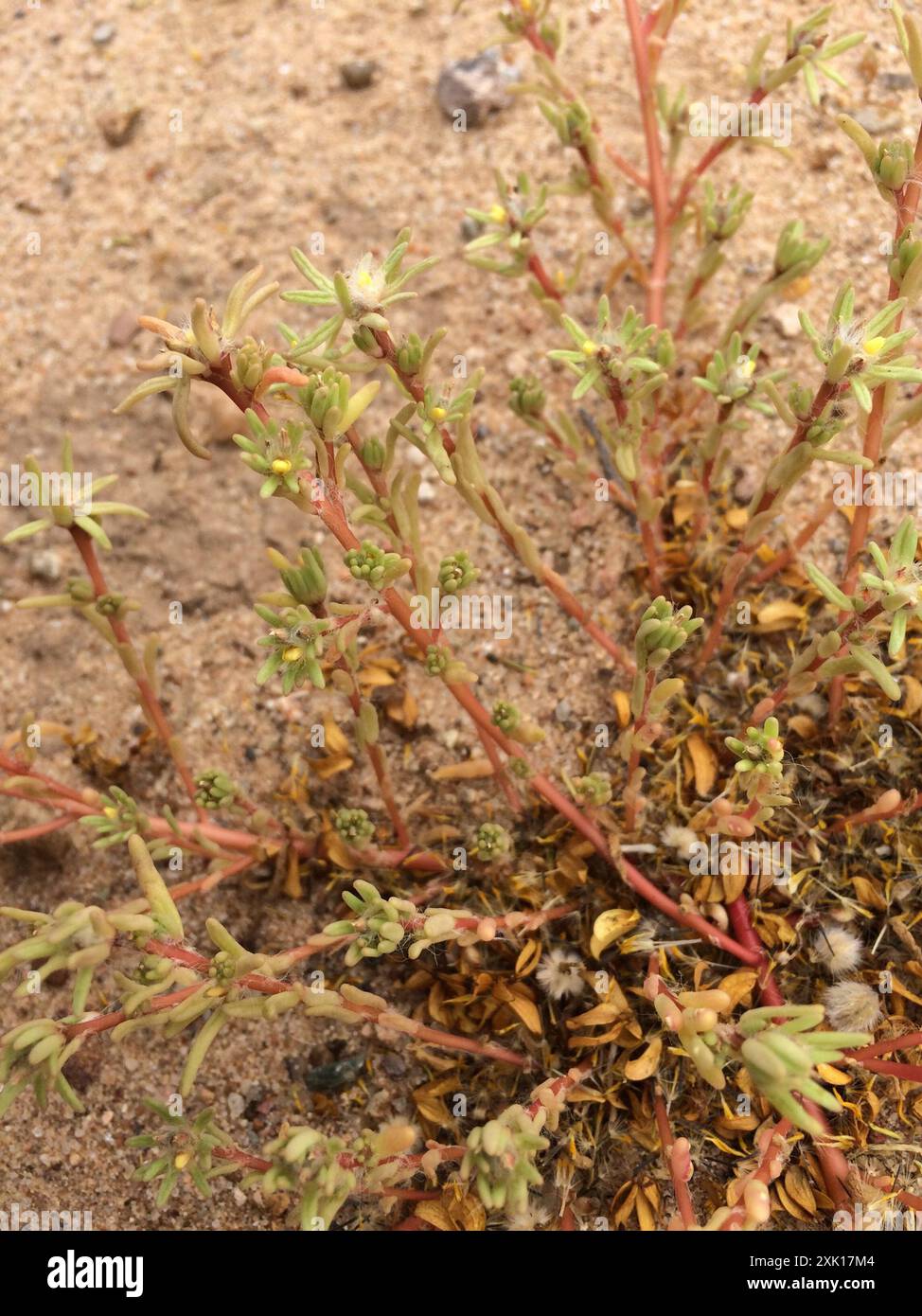 Desert Portulaca (Portulaca halimoides) Plantae Stock Photo - Alamy