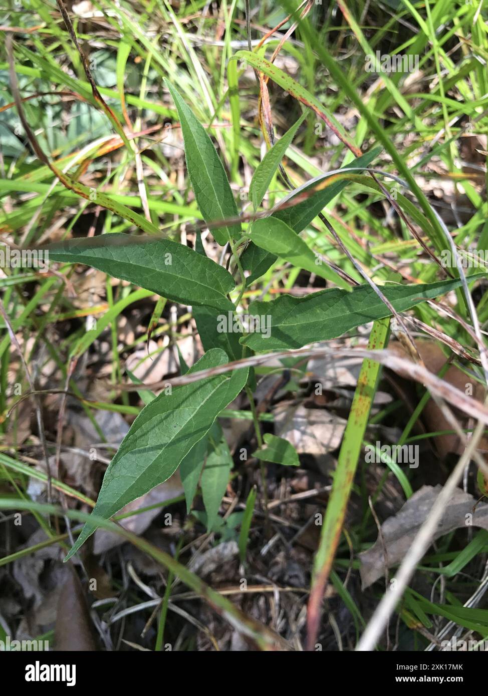 Virginia snakeroot (Aristolochia serpentaria) Plantae Stock Photo - Alamy