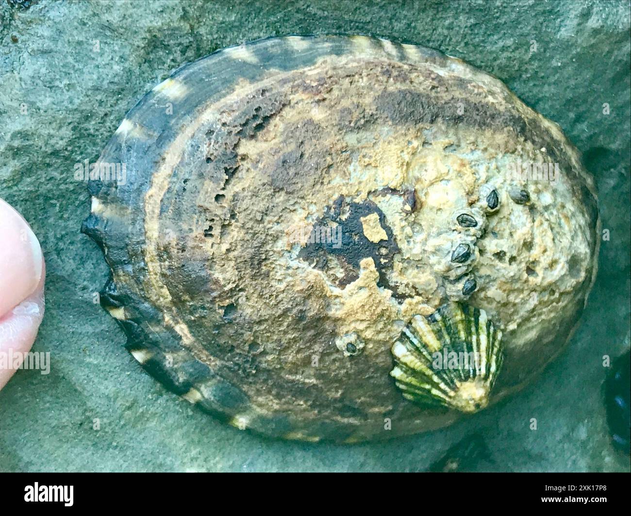 Owl Limpet (Lottia gigantea) Mollusca Stock Photo - Alamy