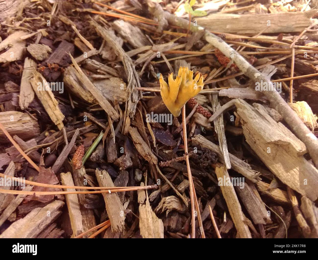 Spindle fungi hi-res stock photography and images - Alamy