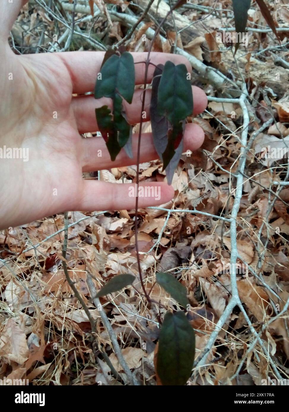 cross vine (Bignonia capreolata) Plantae Stock Photo - Alamy