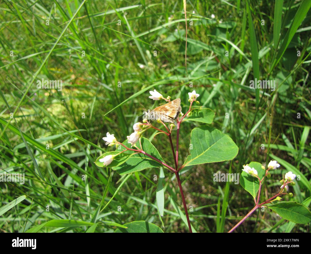 Long Dash (Polites mystic) Insecta Stock Photo - Alamy