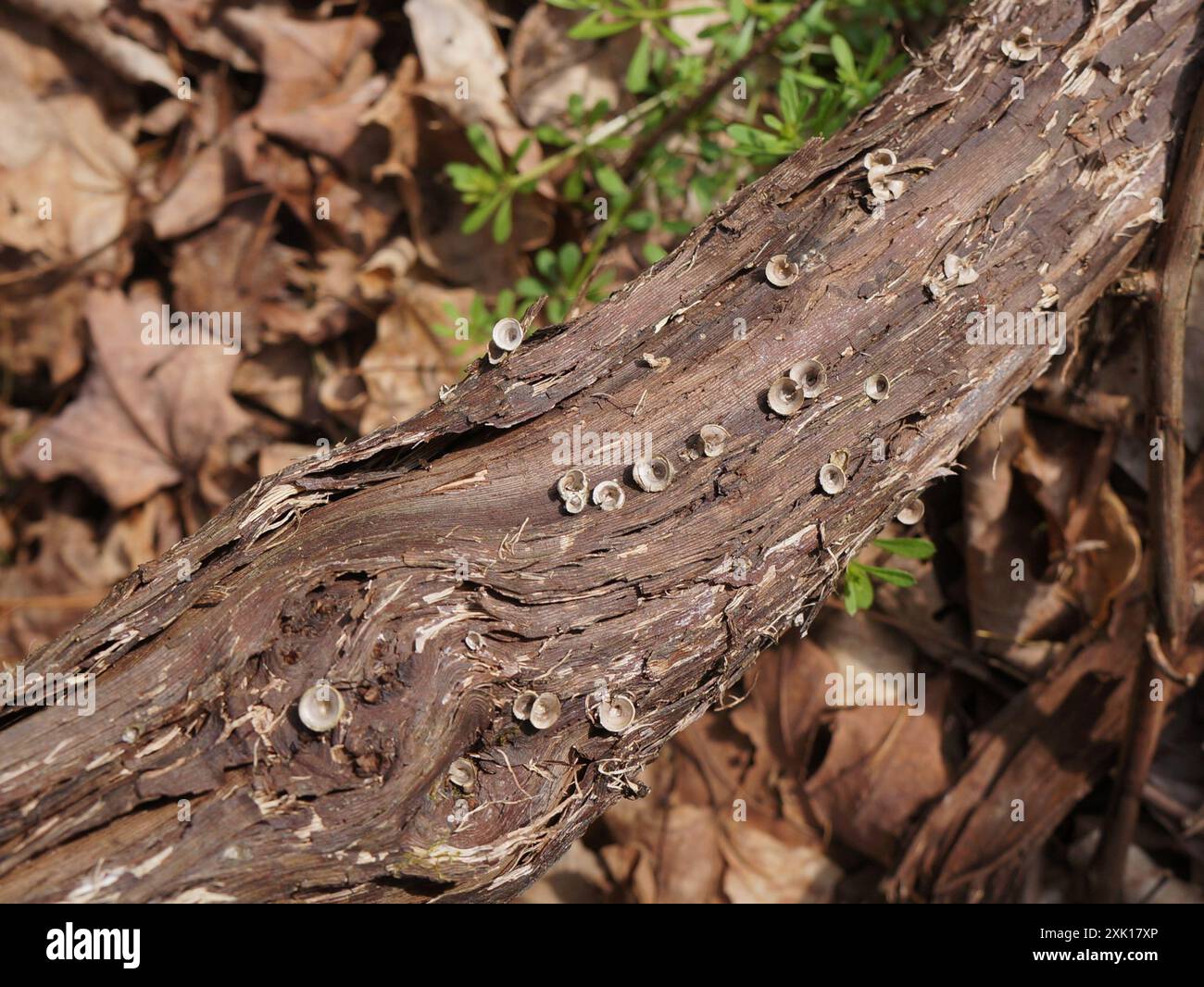 bird's nest fungi (Nidulariaceae) Fungi Stock Photo - Alamy