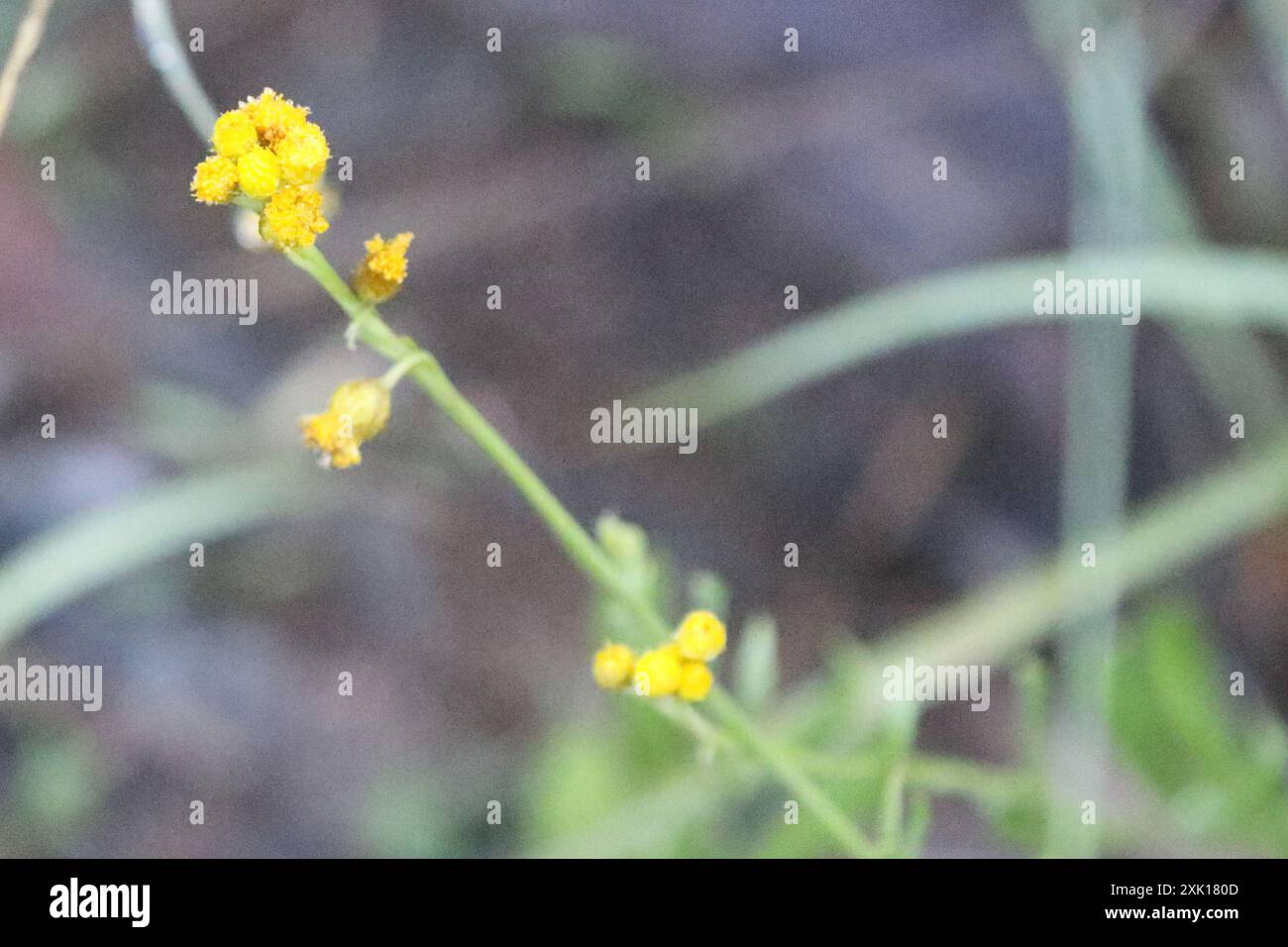 Common Everlasting (Chrysocephalum apiculatum) Plantae Stock Photo - Alamy