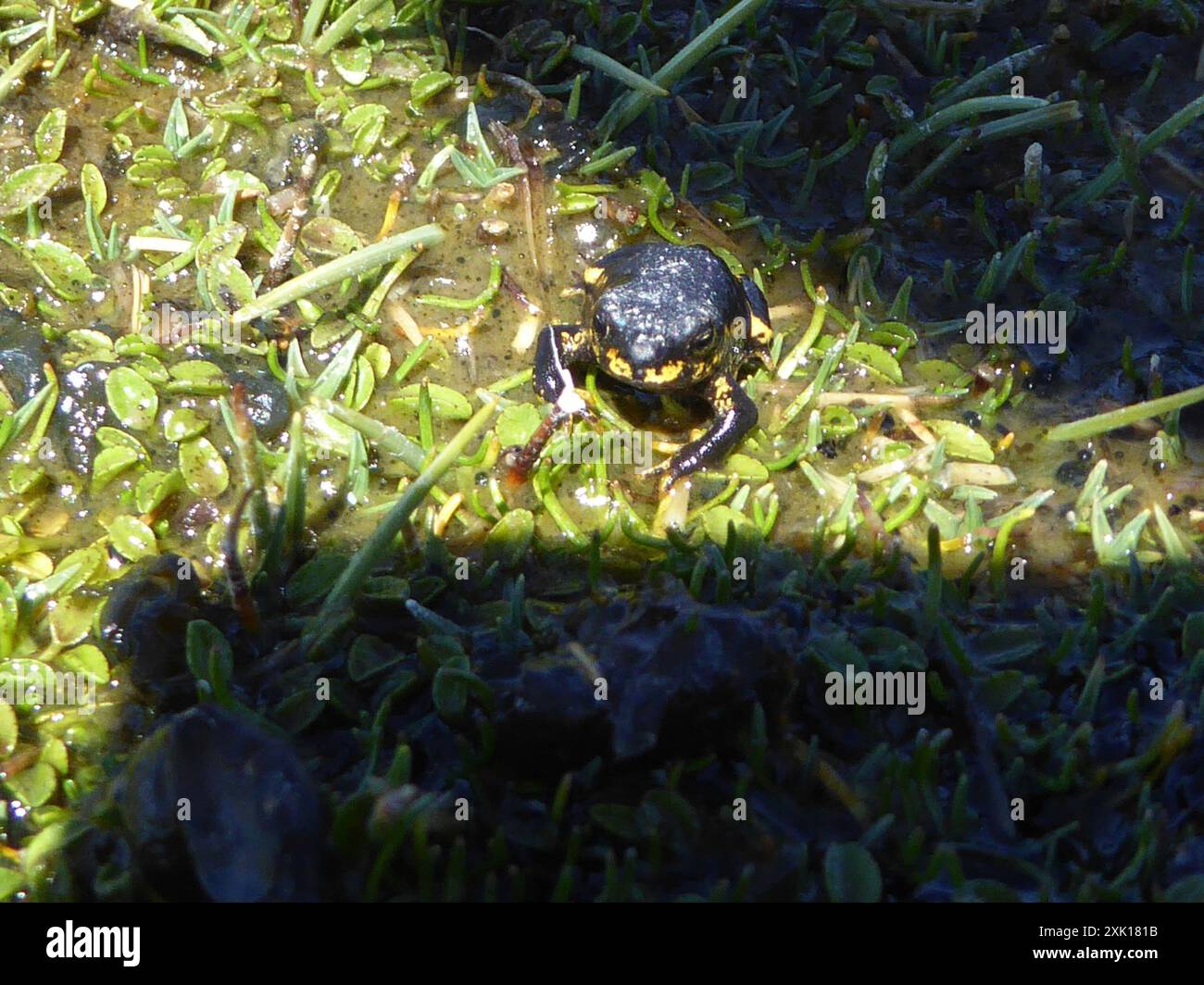 True Toads (Bufonidae) Amphibia Stock Photo - Alamy